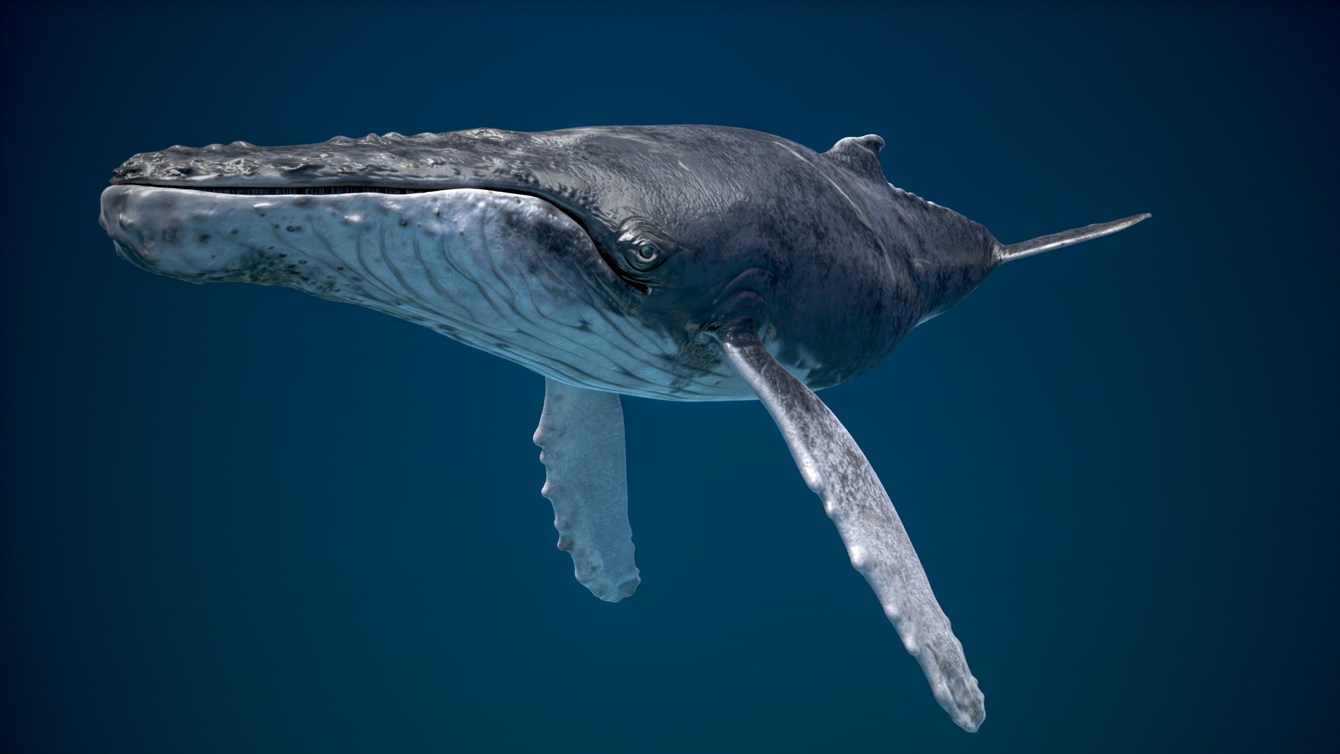 Humpback Whale Large Orca Rigged Animated 3D - TurboSquid 2329293