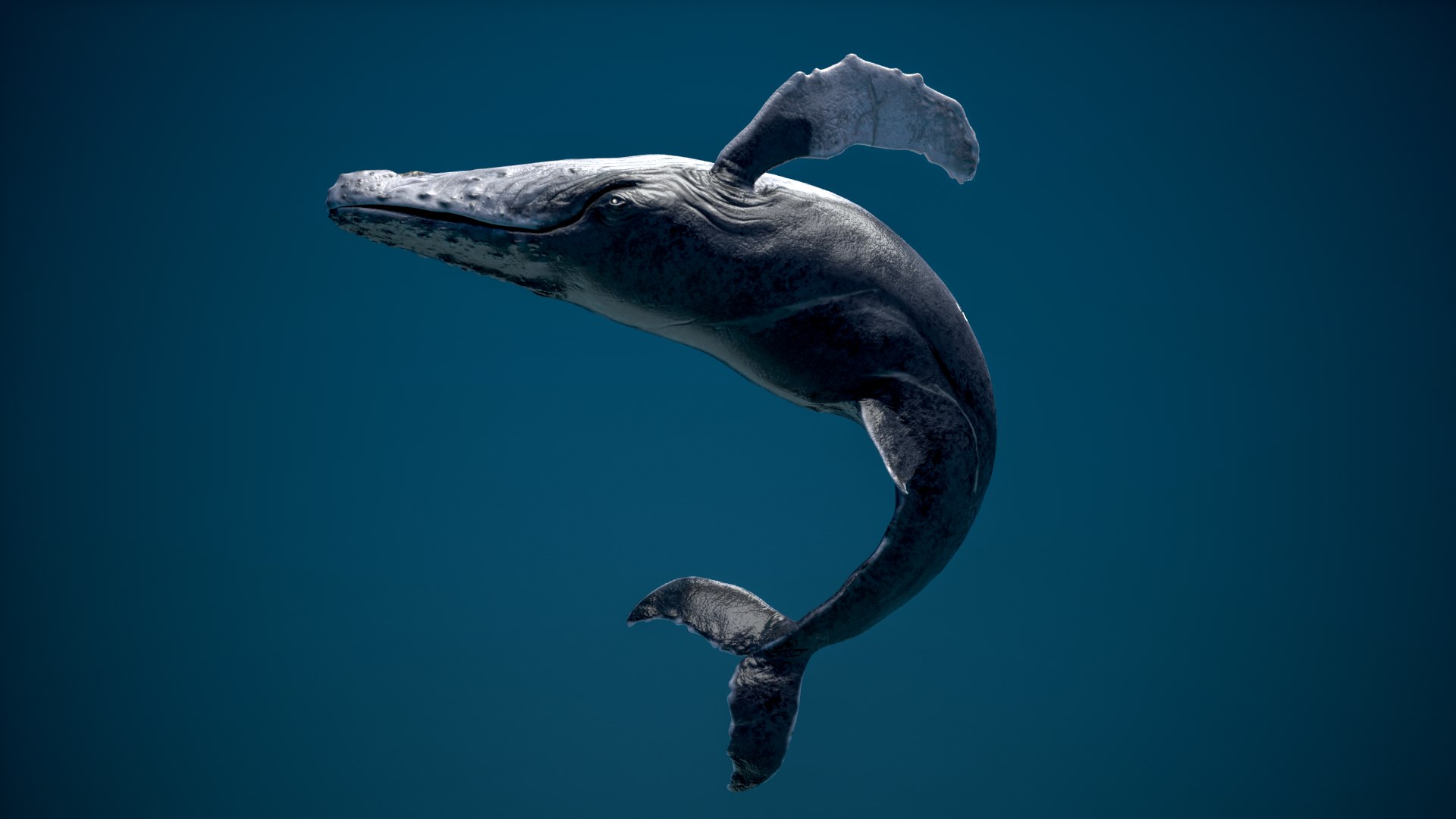 Humpback Whale Large Orca Rigged Animated 3D - TurboSquid 2329293
