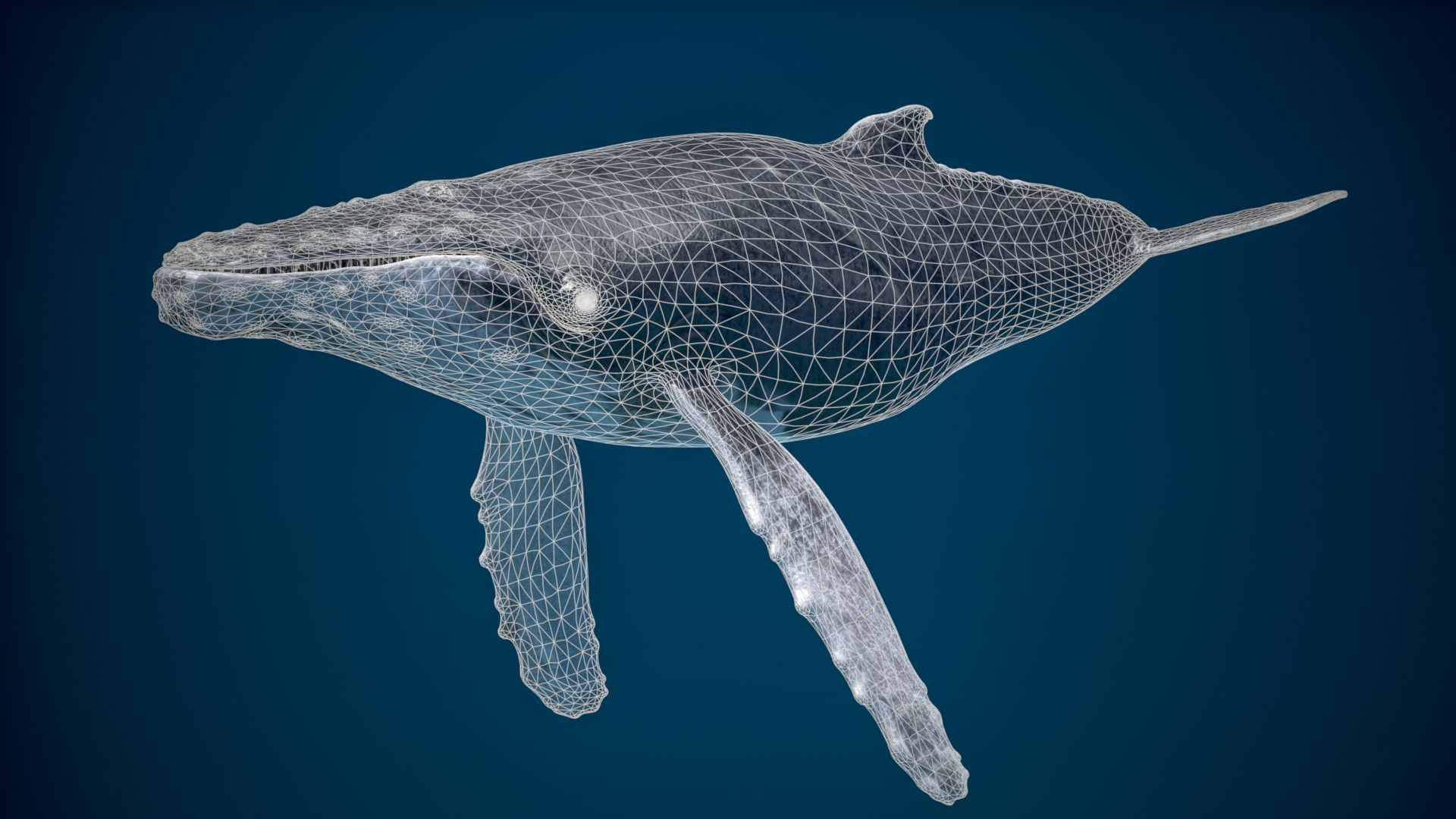 Humpback Whale Large Orca Rigged Animated 3D - TurboSquid 2329293