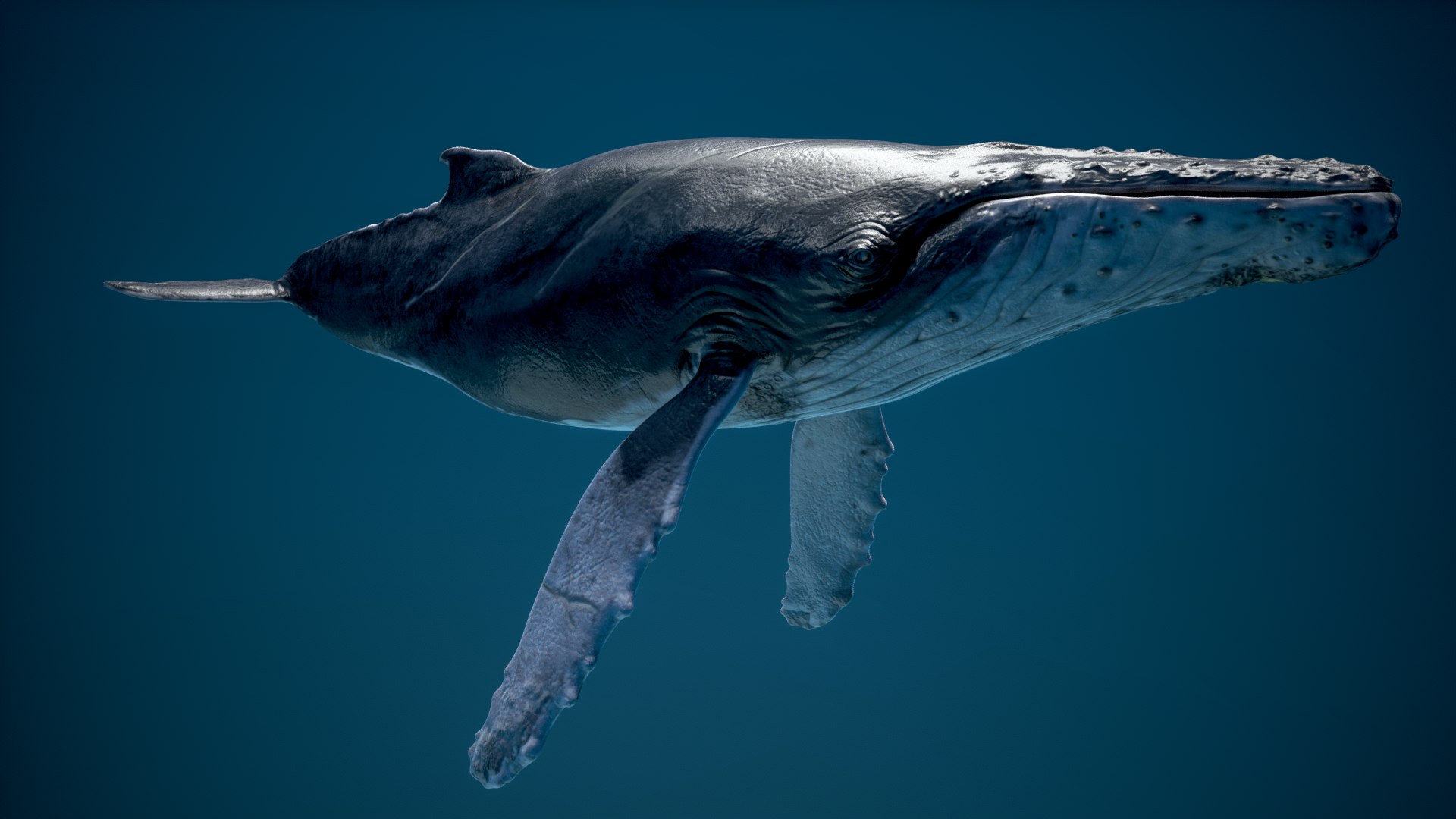 Humpback Whale Large Orca Rigged Animated 3D - TurboSquid 2329293