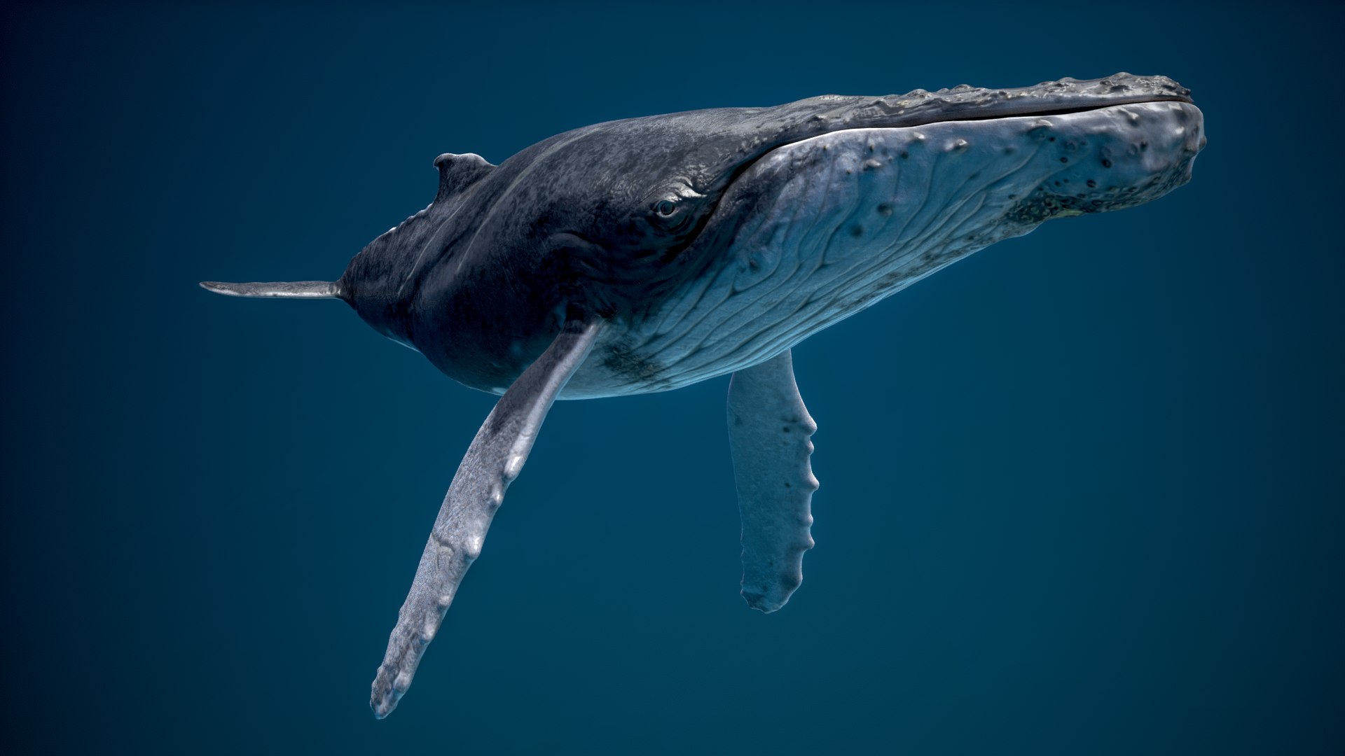 Humpback Whale Large Orca Rigged Animated 3D - TurboSquid 2329293