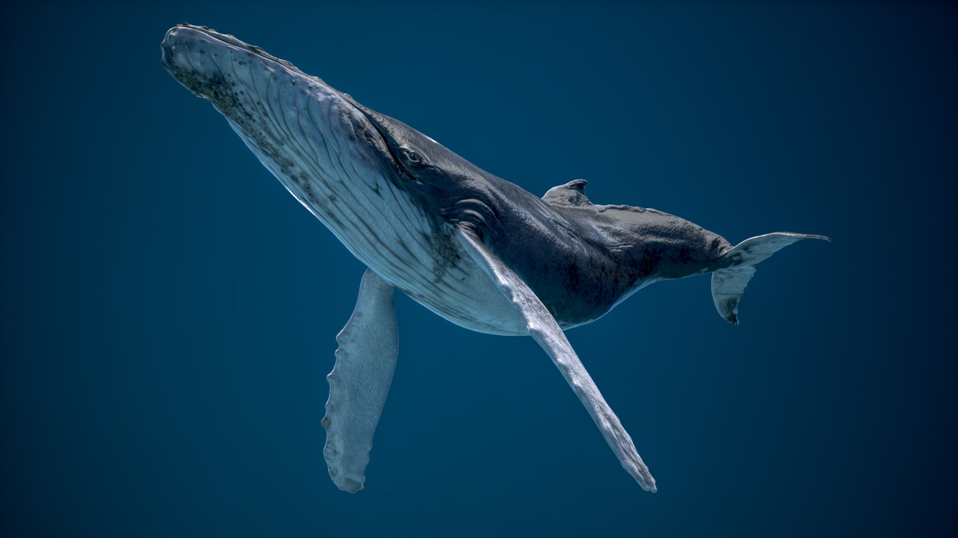 Humpback Whale Large Orca Rigged Animated 3D - TurboSquid 2329293