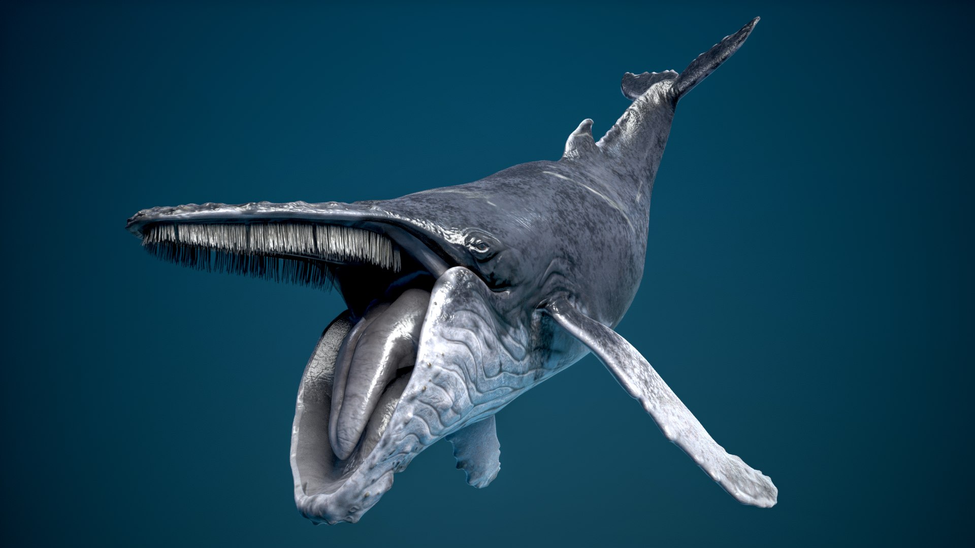 Humpback Whale Large Orca Rigged Animated 3D - TurboSquid 2329293