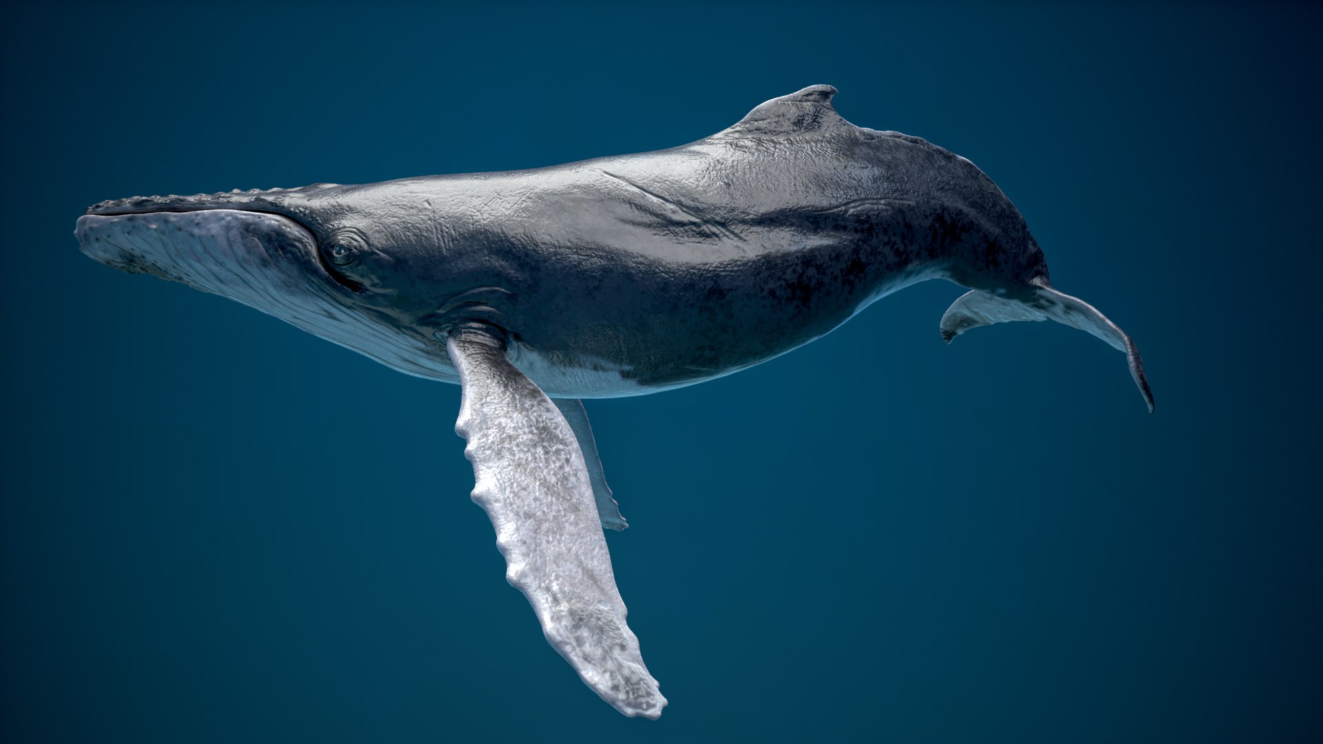 Humpback Whale Large Orca Rigged Animated 3D - TurboSquid 2329293