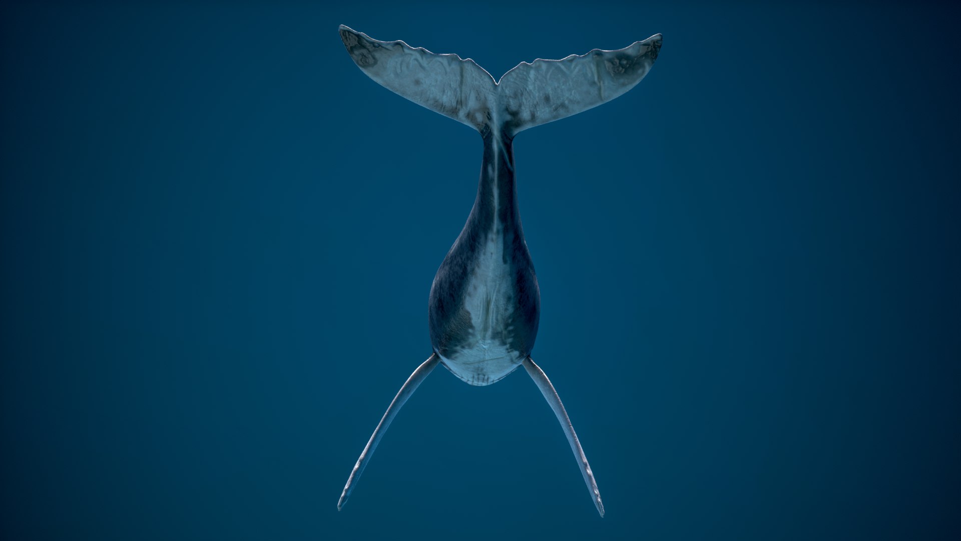 Humpback Whale Large Orca Rigged Animated 3D - TurboSquid 2329293