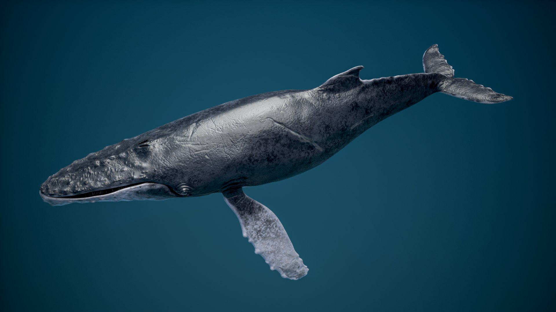 Humpback Whale Large Orca Rigged Animated 3D - TurboSquid 2329293
