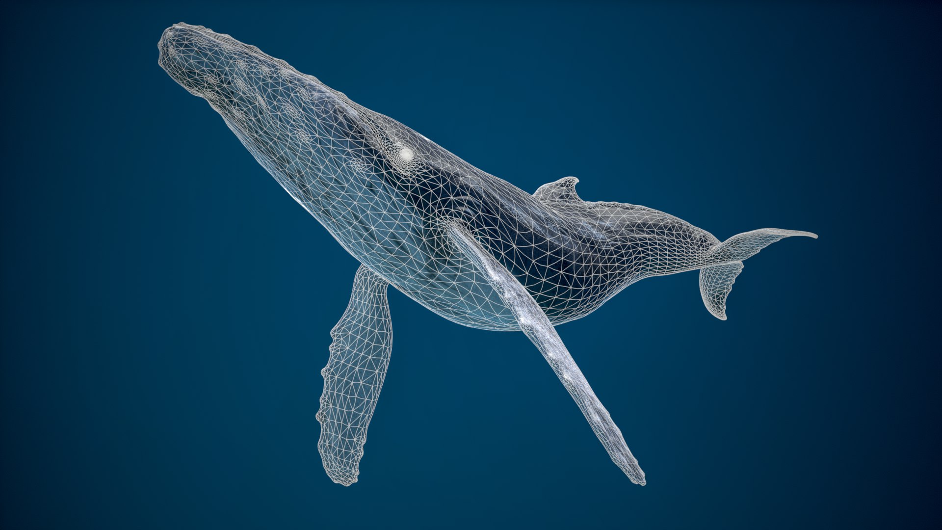 Humpback Whale Large Orca Rigged Animated 3D - TurboSquid 2329293