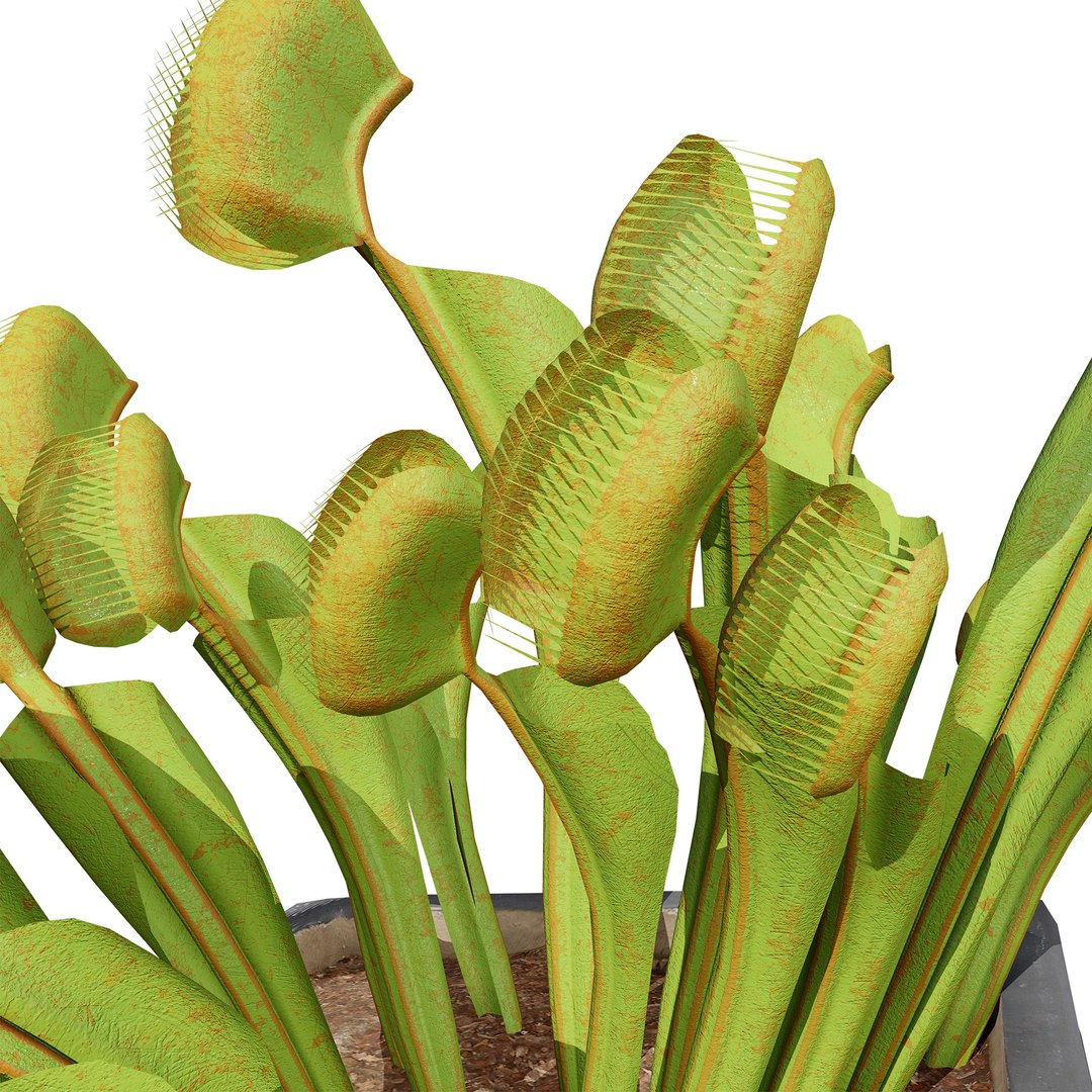 3D Realistic Venus Fly Trap Model - TurboSquid 2298173