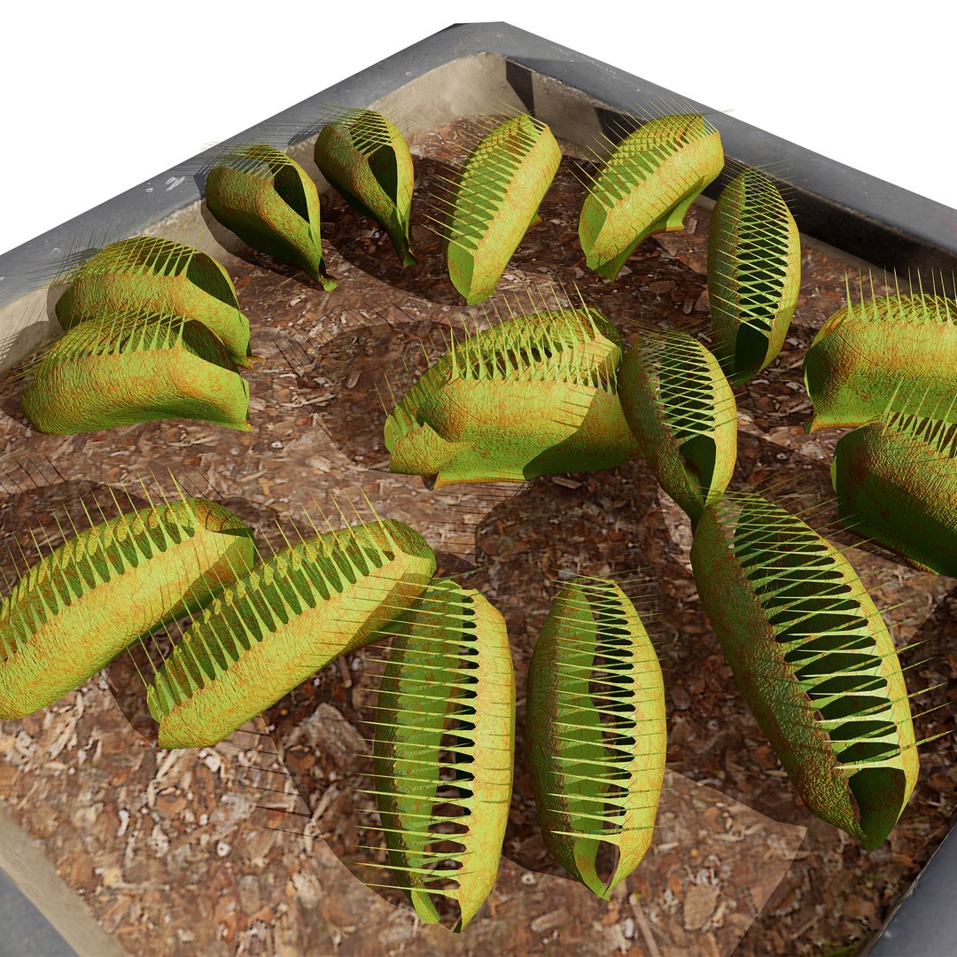 3D Realistic Venus Fly Trap Model - TurboSquid 2298173