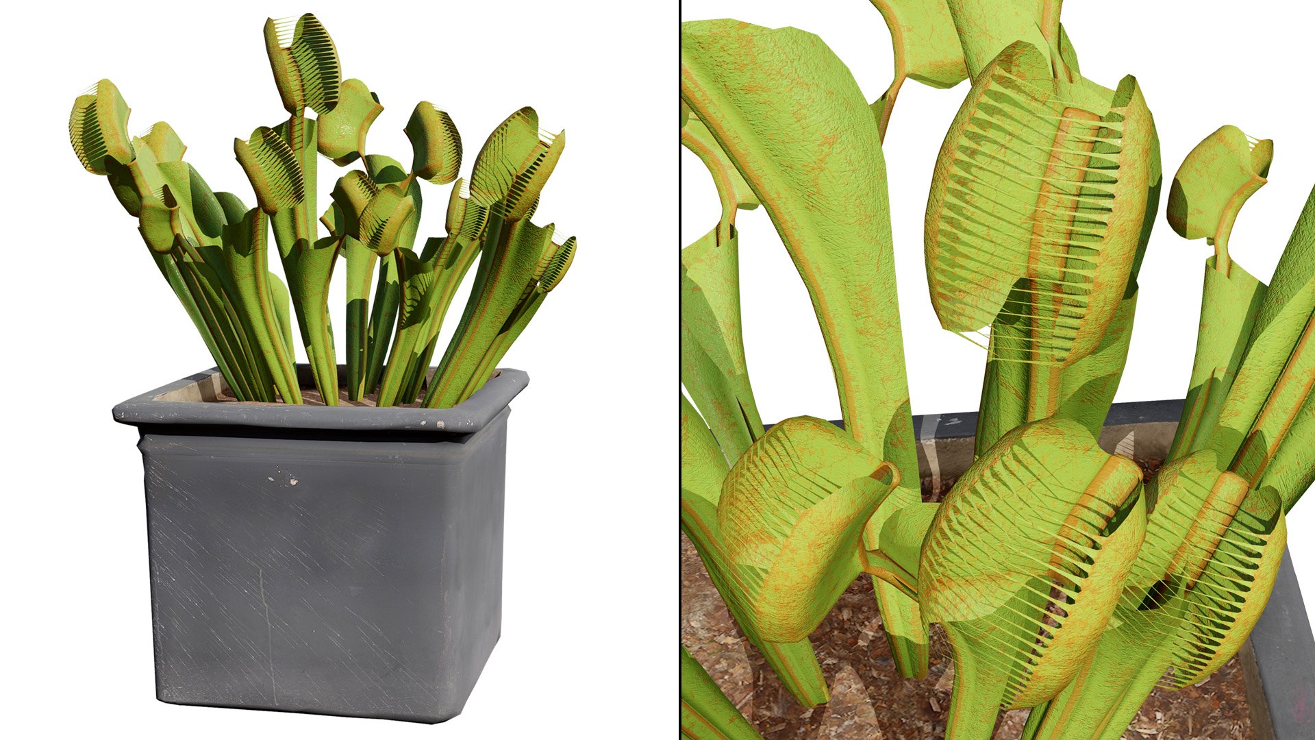 3D Realistic Venus Fly Trap Model - TurboSquid 2298173