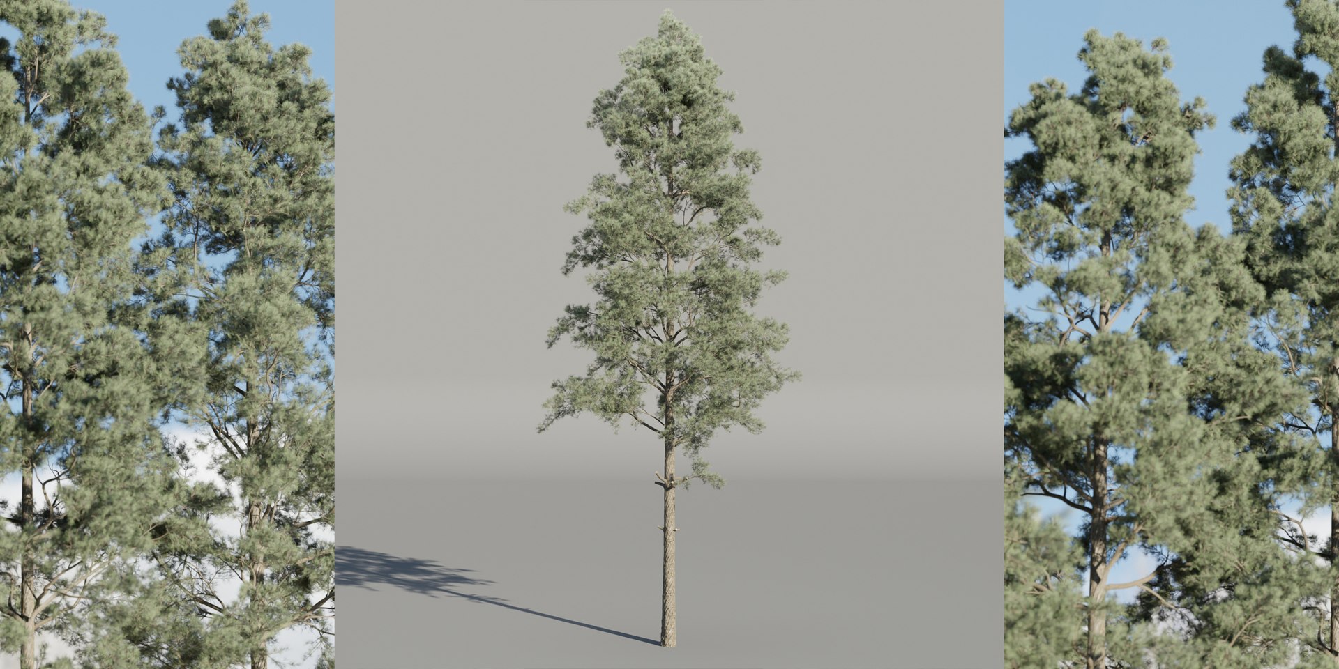 3D Pine Trees Collection Vol 234-Blender-3dmodel Model - TurboSquid 2212932