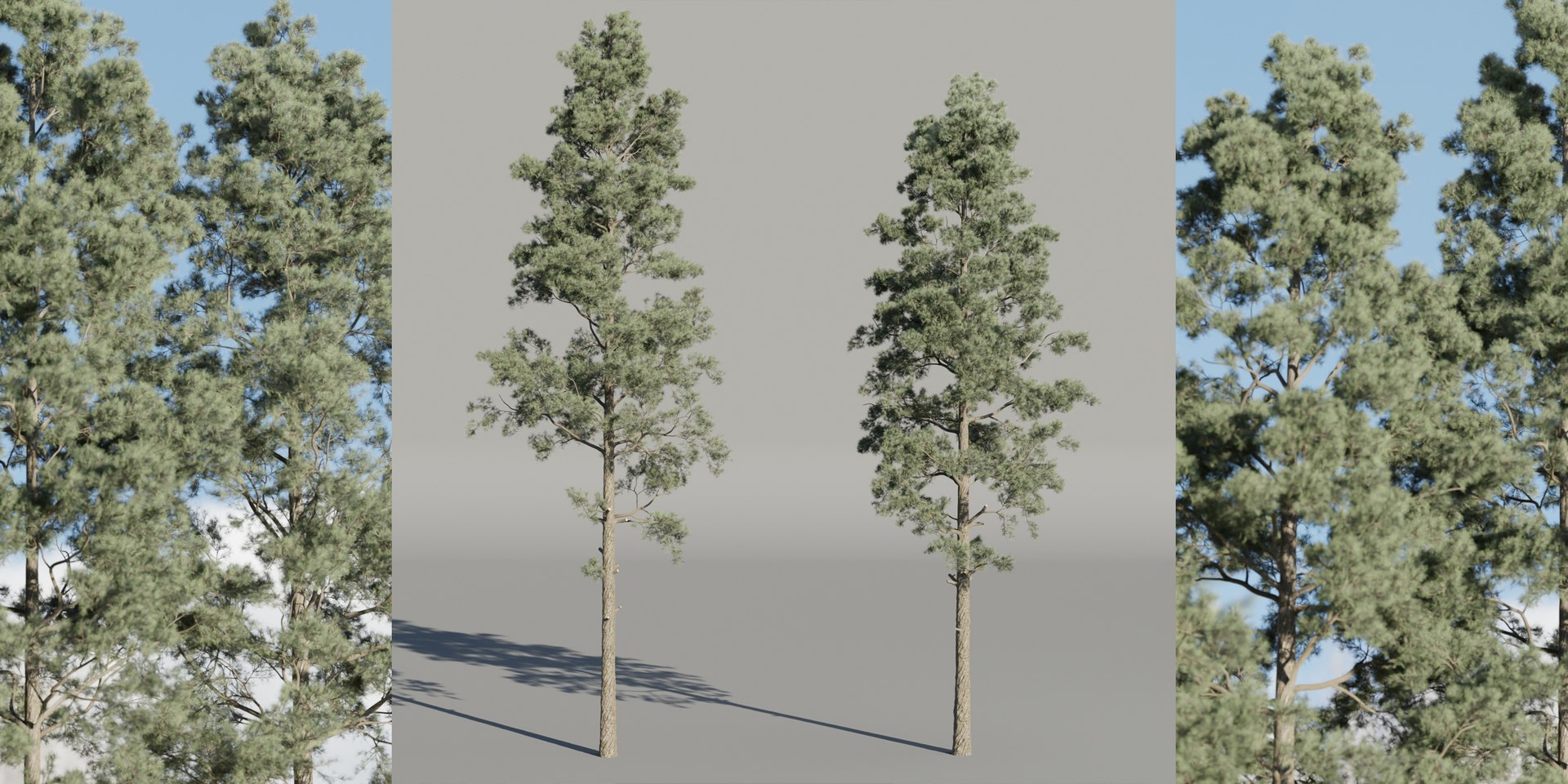 3D Pine Trees Collection Vol 234-Blender-3dmodel Model - TurboSquid 2212932