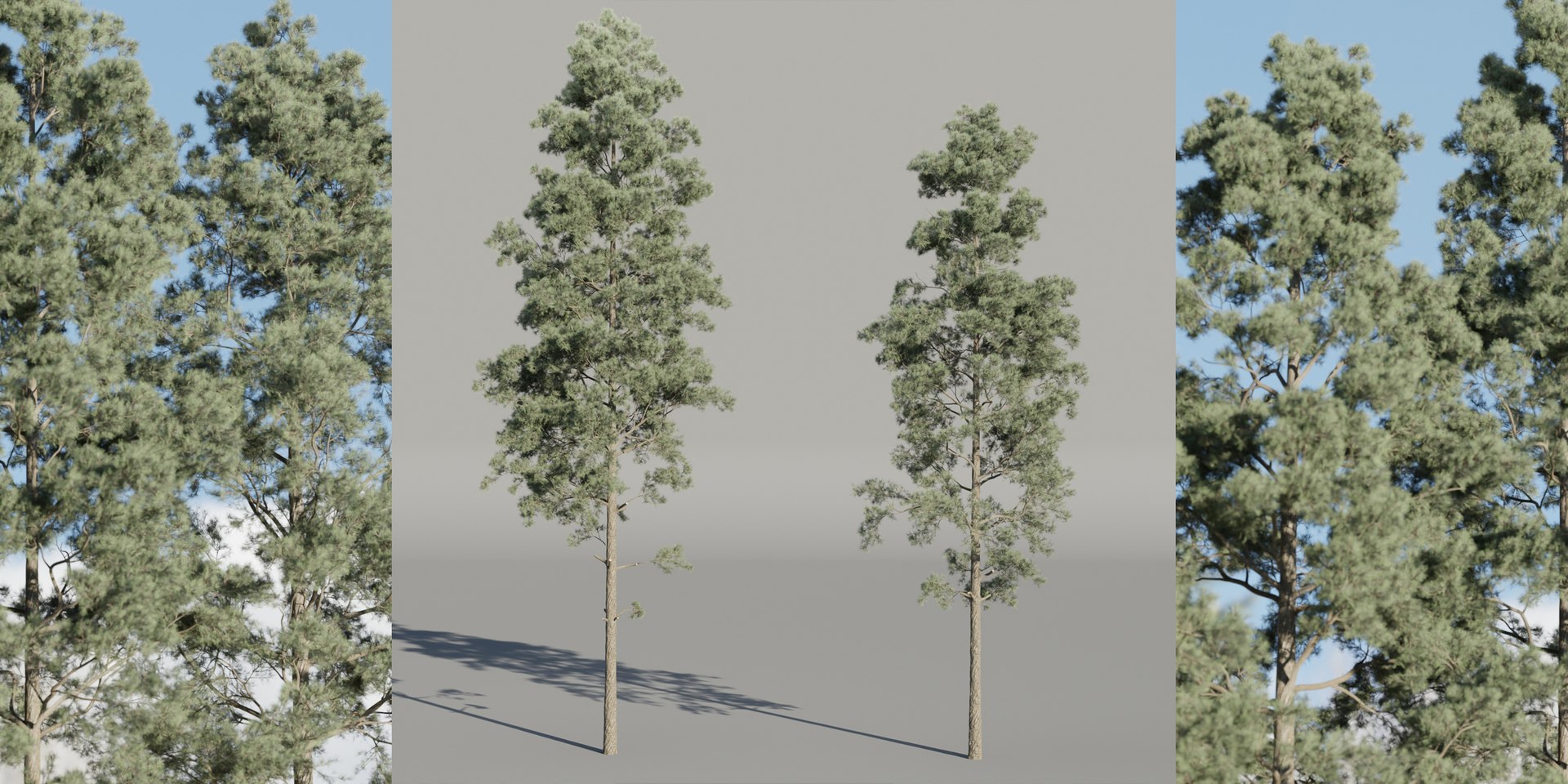 3D Pine Trees Collection Vol 234-Blender-3dmodel Model - TurboSquid 2212932