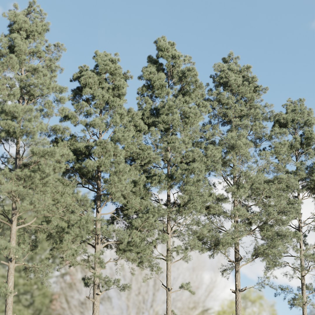3D Pine Trees Collection Vol 234-Blender-3dmodel Model - TurboSquid 2212932