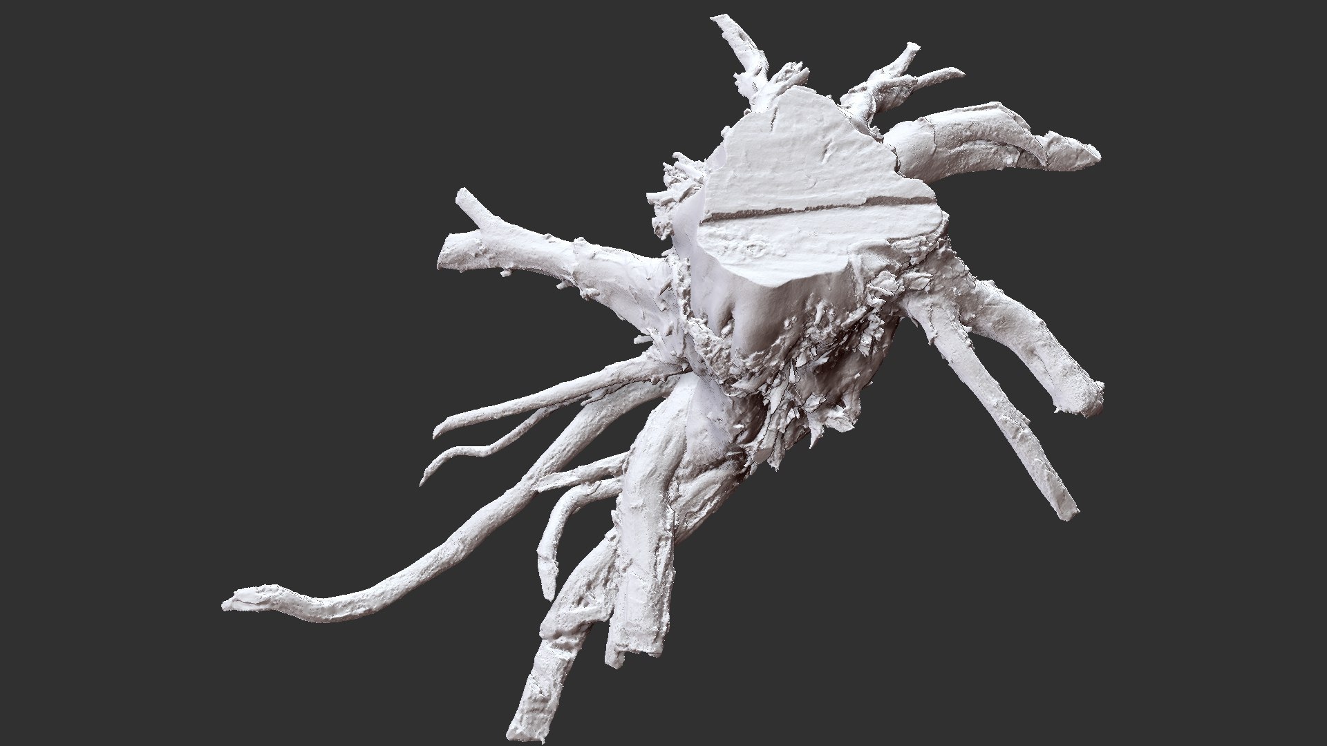 3D Model Scan Of Tree Root In Highpoly - TurboSquid 2149496