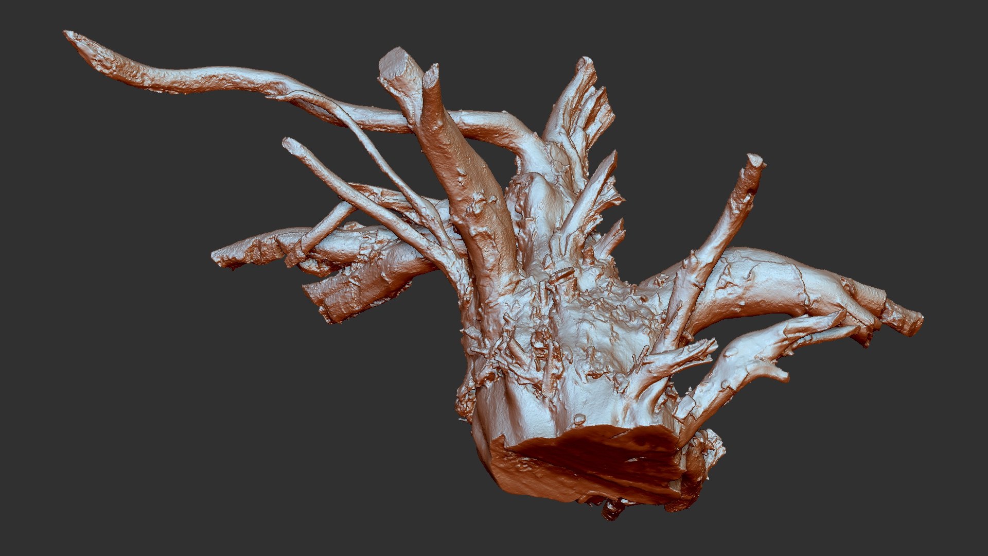 3D Model Scan Of Tree Root In Highpoly - TurboSquid 2149496