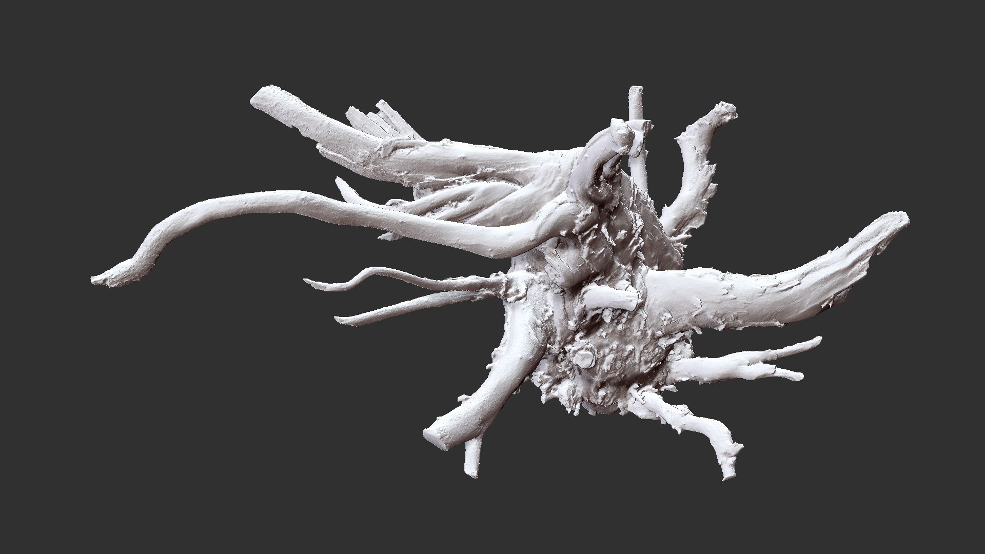 3D Model Scan Of Tree Root In Highpoly - TurboSquid 2149496