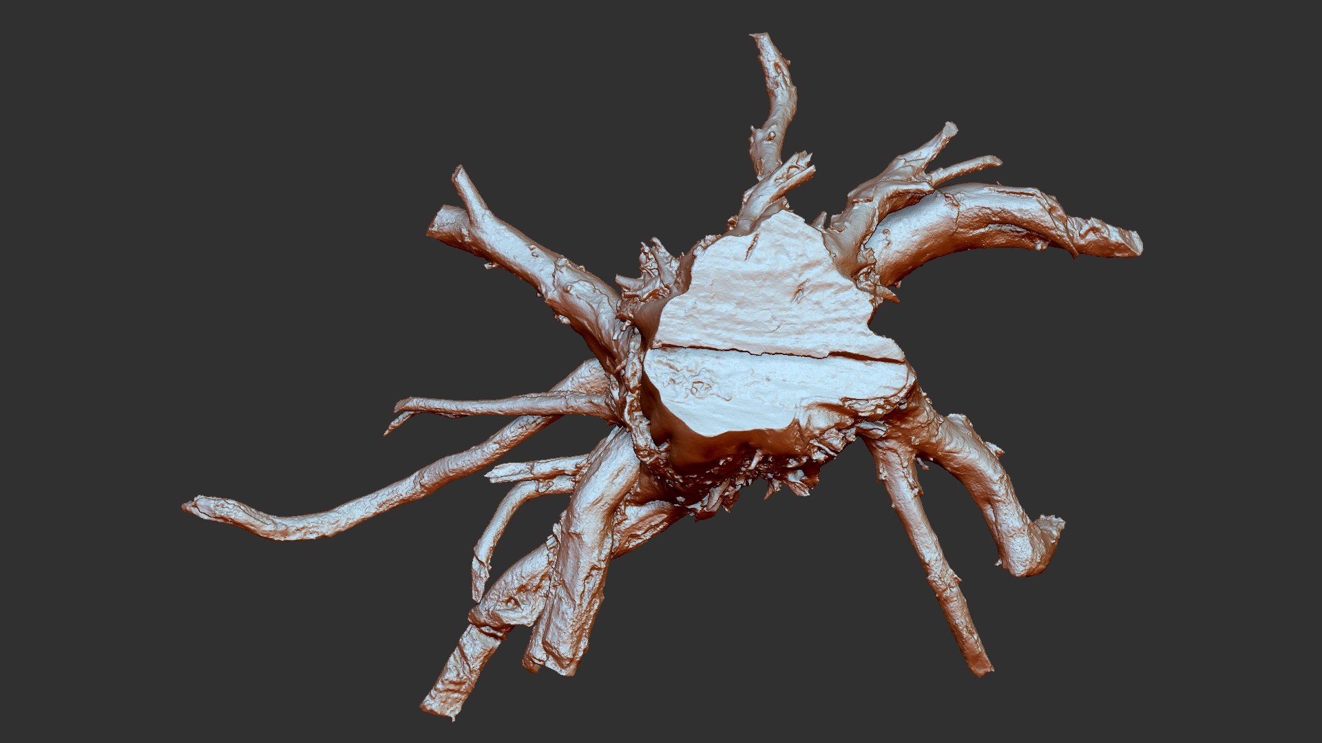 3D model scan of tree root in highpoly - TurboSquid 2149496