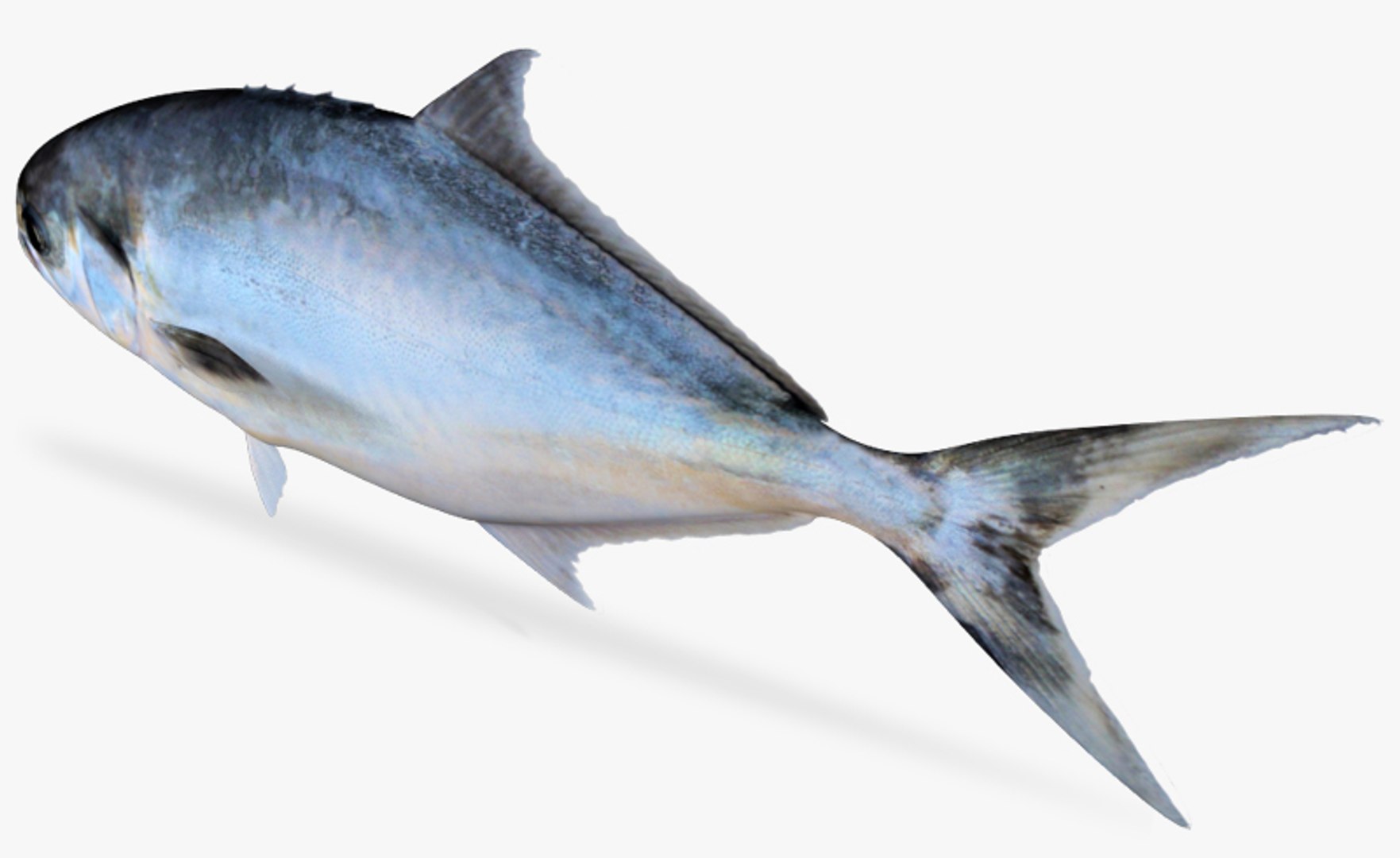 3d Paloma Pompano