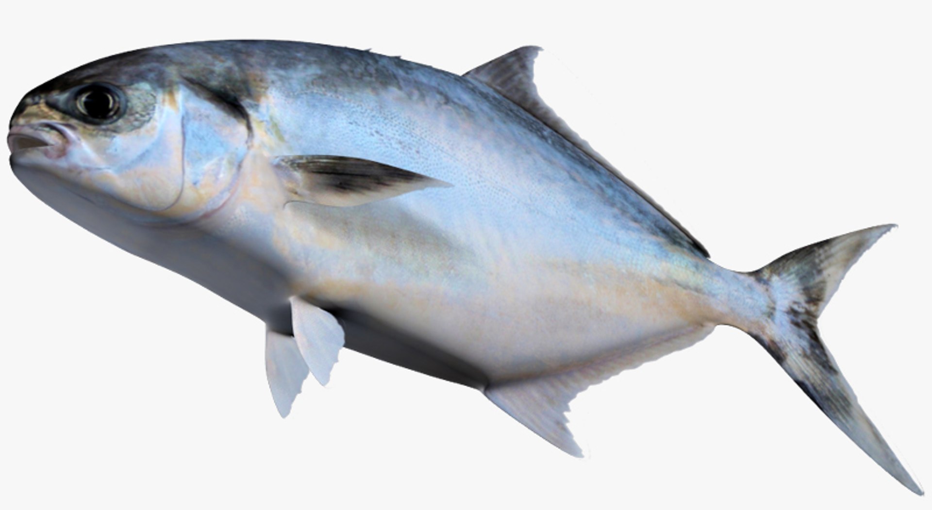 3d Paloma Pompano