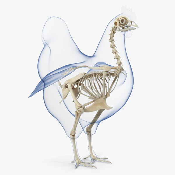 chicken skeleton drawing