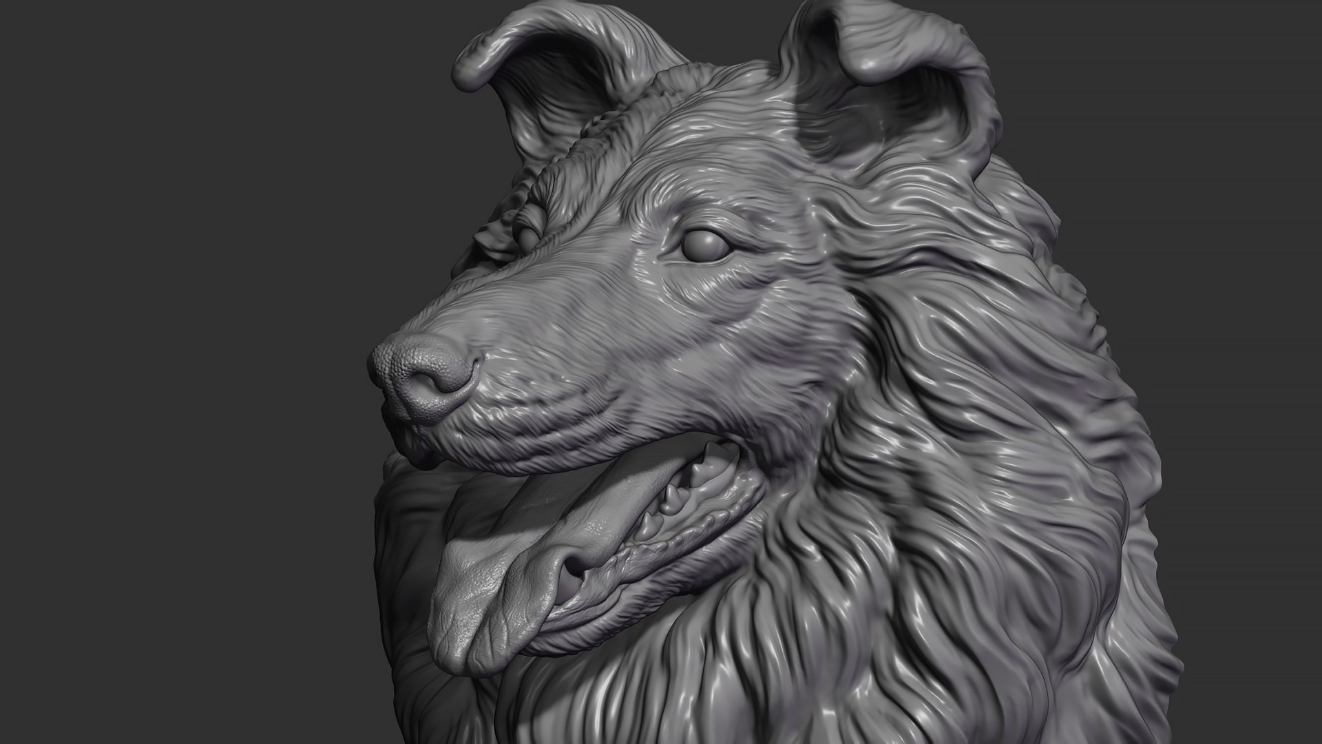 3D Collie Dog head model - TurboSquid 2092515