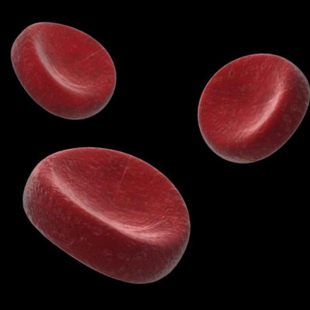 red blood cell 3d model