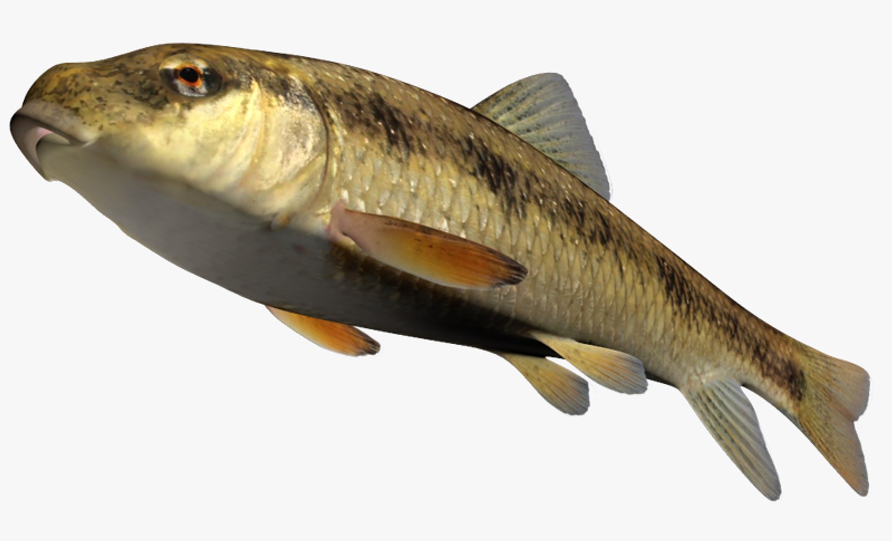 3d Erimyzon Oblongus Creek Chubsucker Model