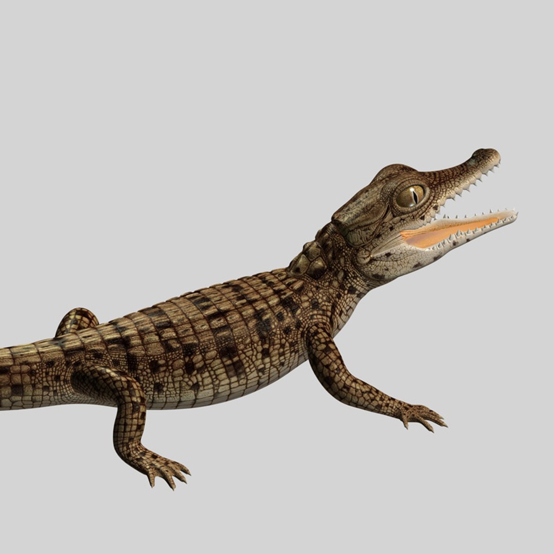 Baby Crocodile 3d Model