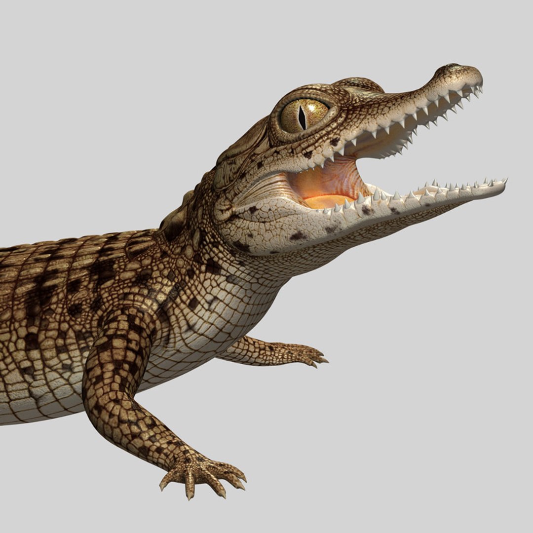 Baby Crocodile 3d Model
