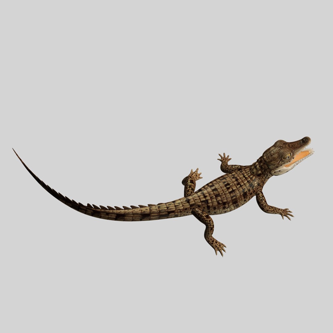 Baby Crocodile 3d Model