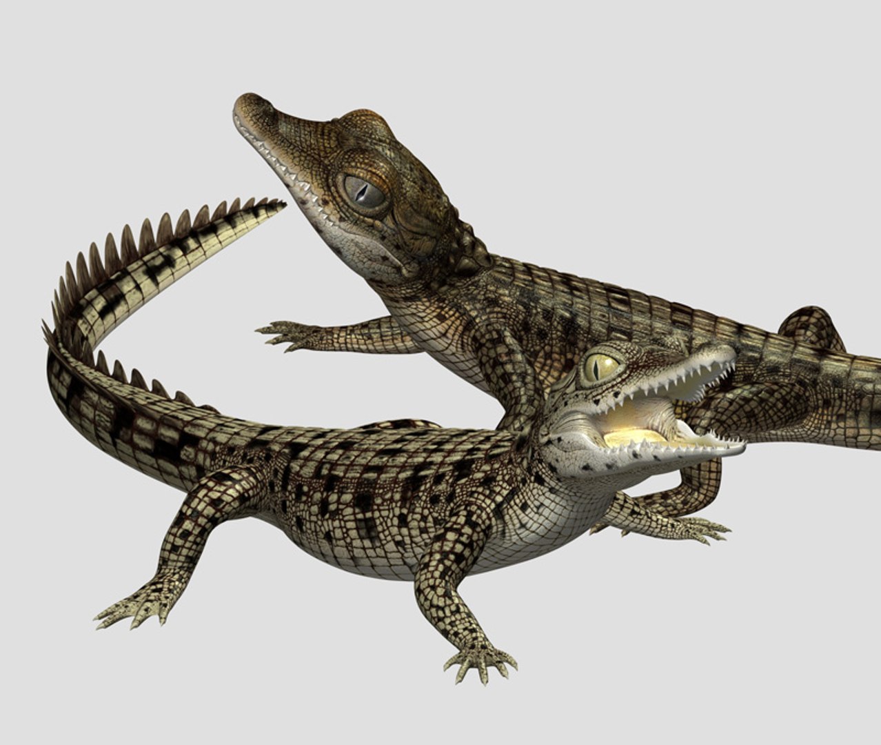 Baby Crocodile 3d Model