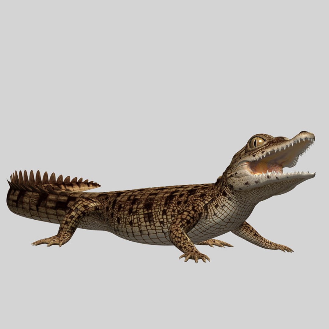 Baby Crocodile 3d Model