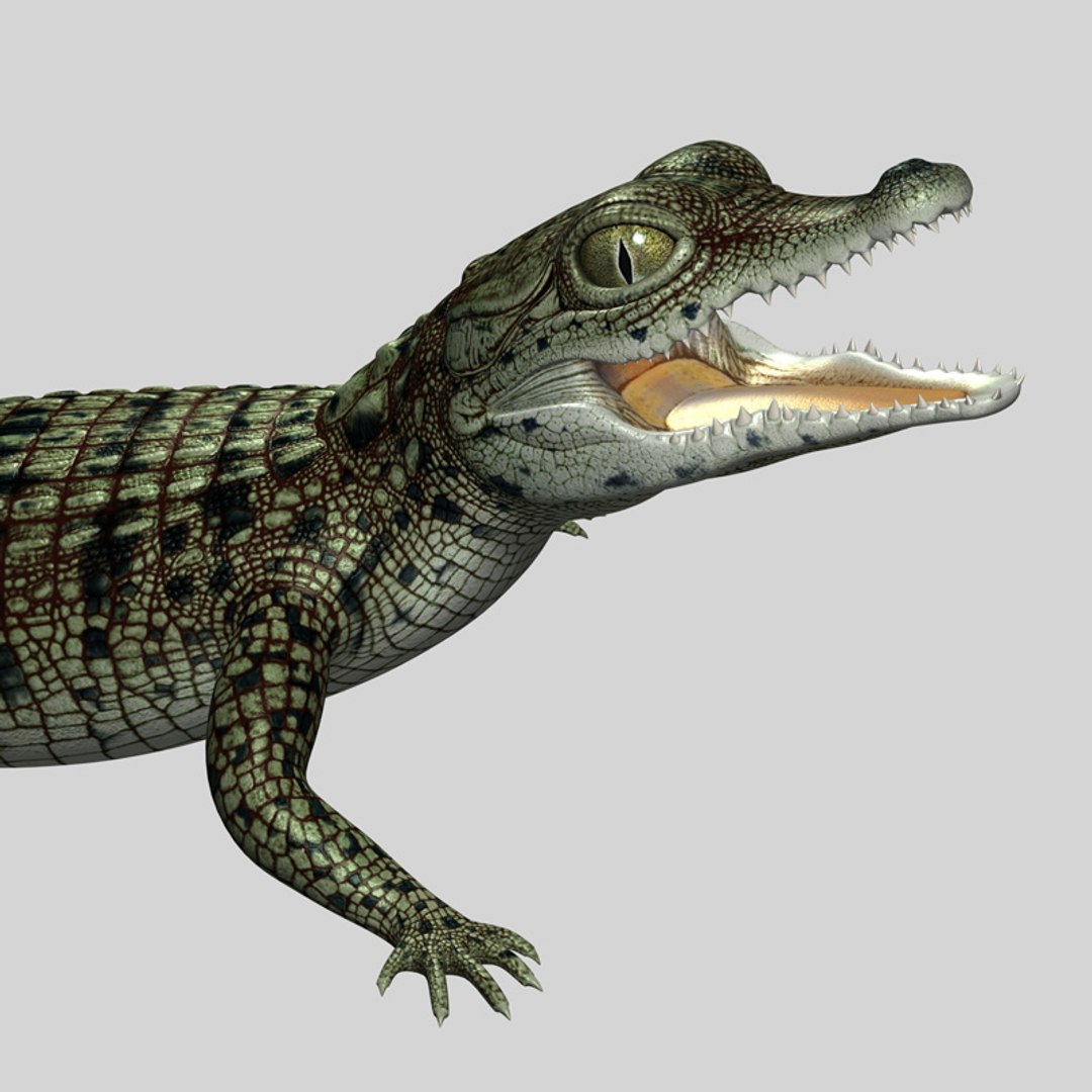 Baby Crocodile 3d Model
