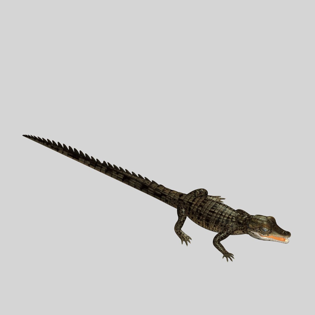 Baby Crocodile 3d Model