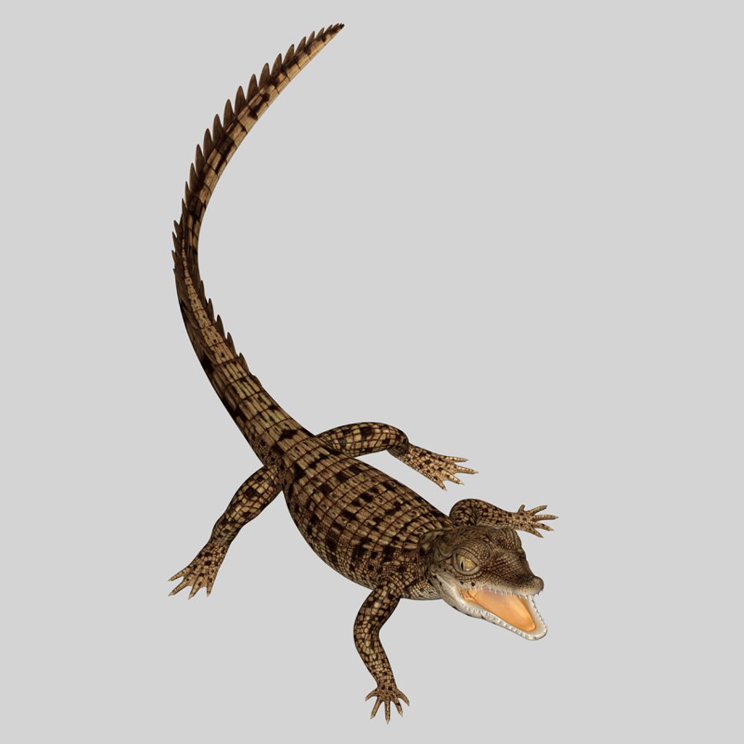 Baby Crocodile 3d Model
