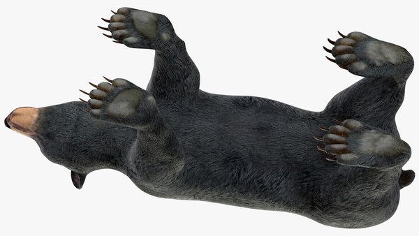 modelo 3d Oso negro joven preparado para Maya - TurboSquid 2268661