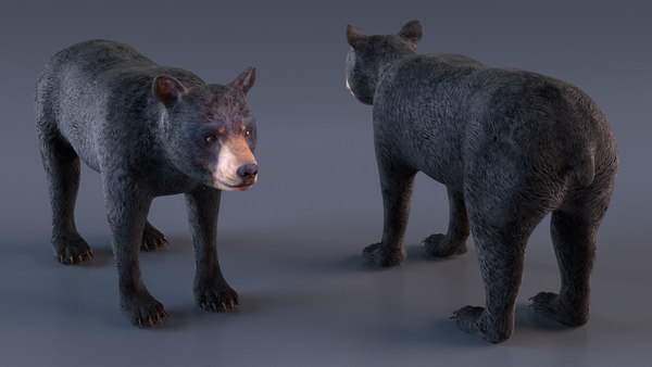modelo 3d Oso negro joven preparado para Maya - TurboSquid 2268661