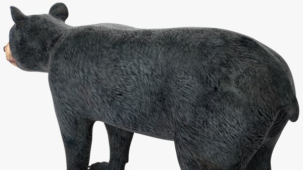 modelo 3d Oso negro joven preparado para Maya - TurboSquid 2268661