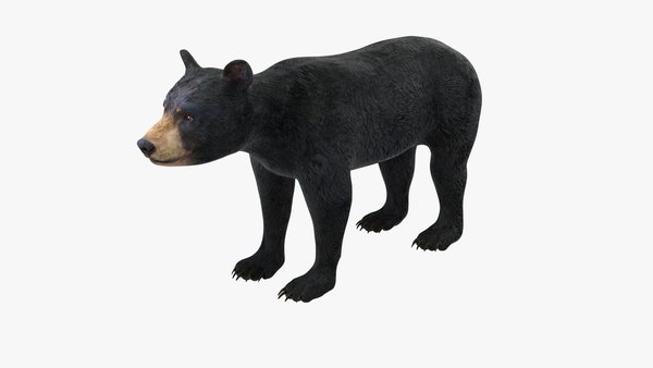 modelo 3d Oso negro joven preparado para Maya - TurboSquid 2268661