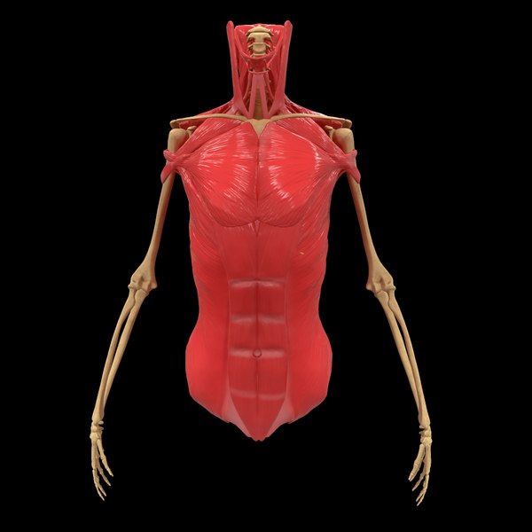 Muscular System 3D Models for Download | TurboSquid