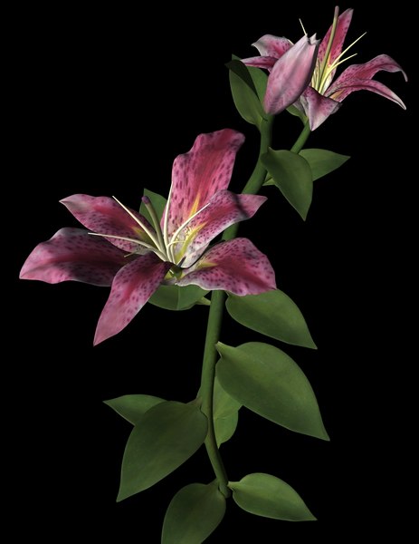 modelo 3d Star Gazer Lily Maya - TurboSquid 463246