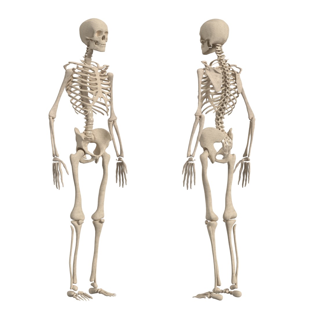 Human Body Muscles Skull And Organs 3D Model - TurboSquid 2221942