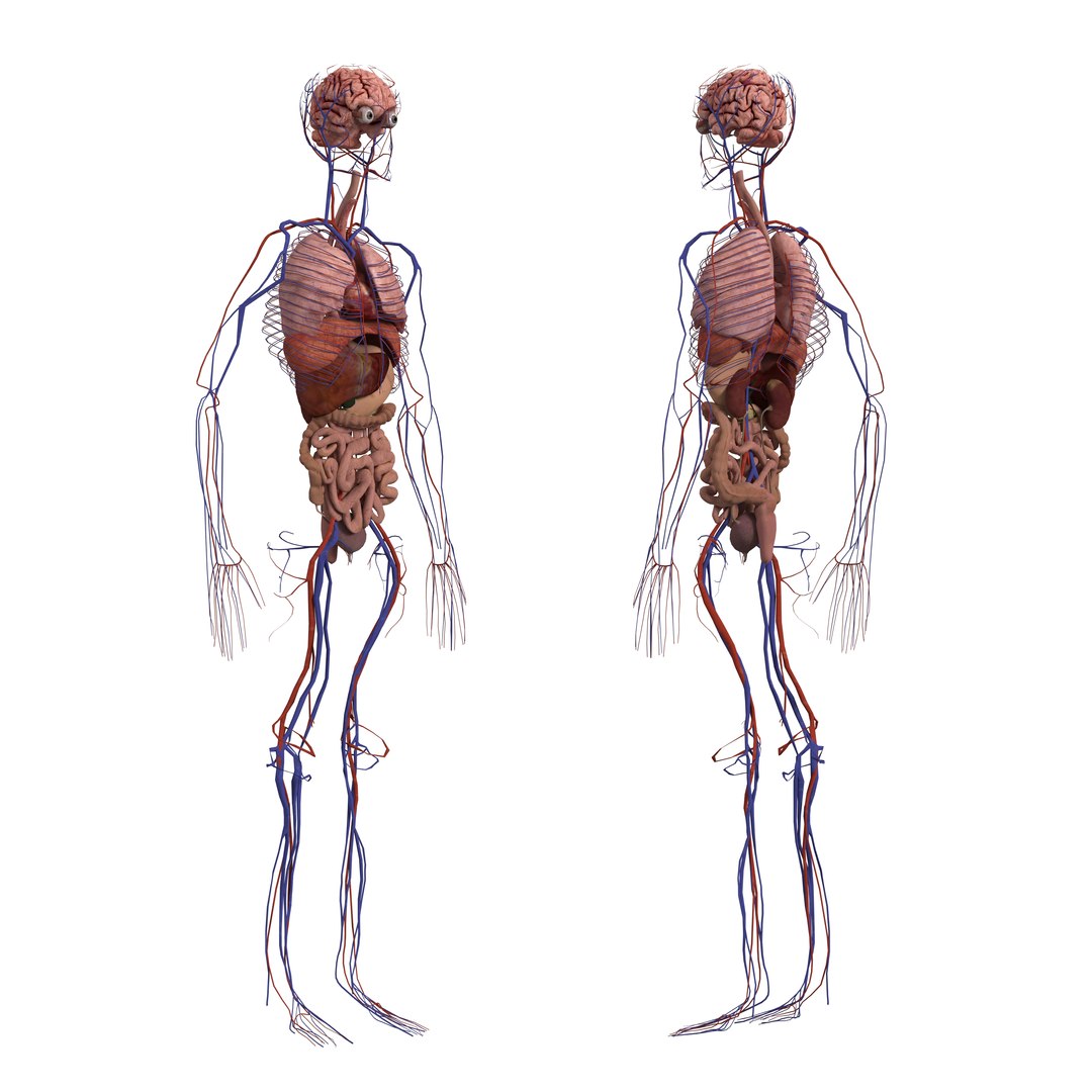 Human Body Muscles Skull And Organs 3D Model - TurboSquid 2221942