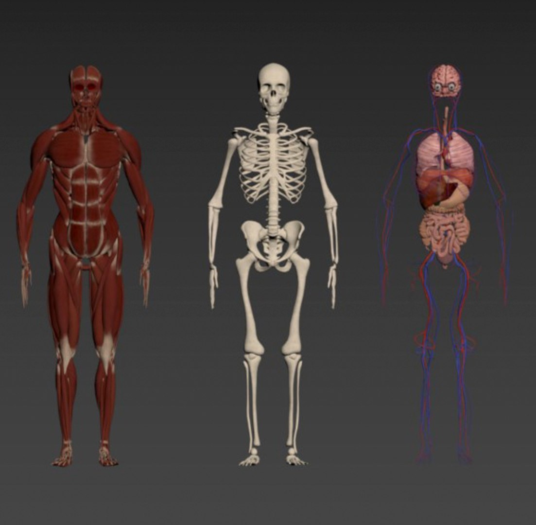 Human Body Muscles Skull And Organs 3D Model - TurboSquid 2221942
