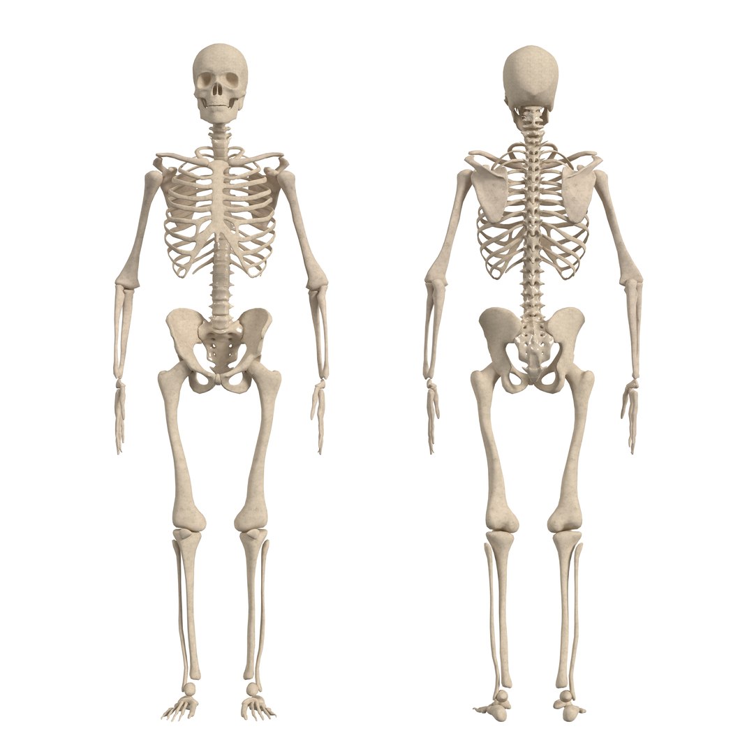 Human Body Muscles Skull And Organs 3D Model - TurboSquid 2221942