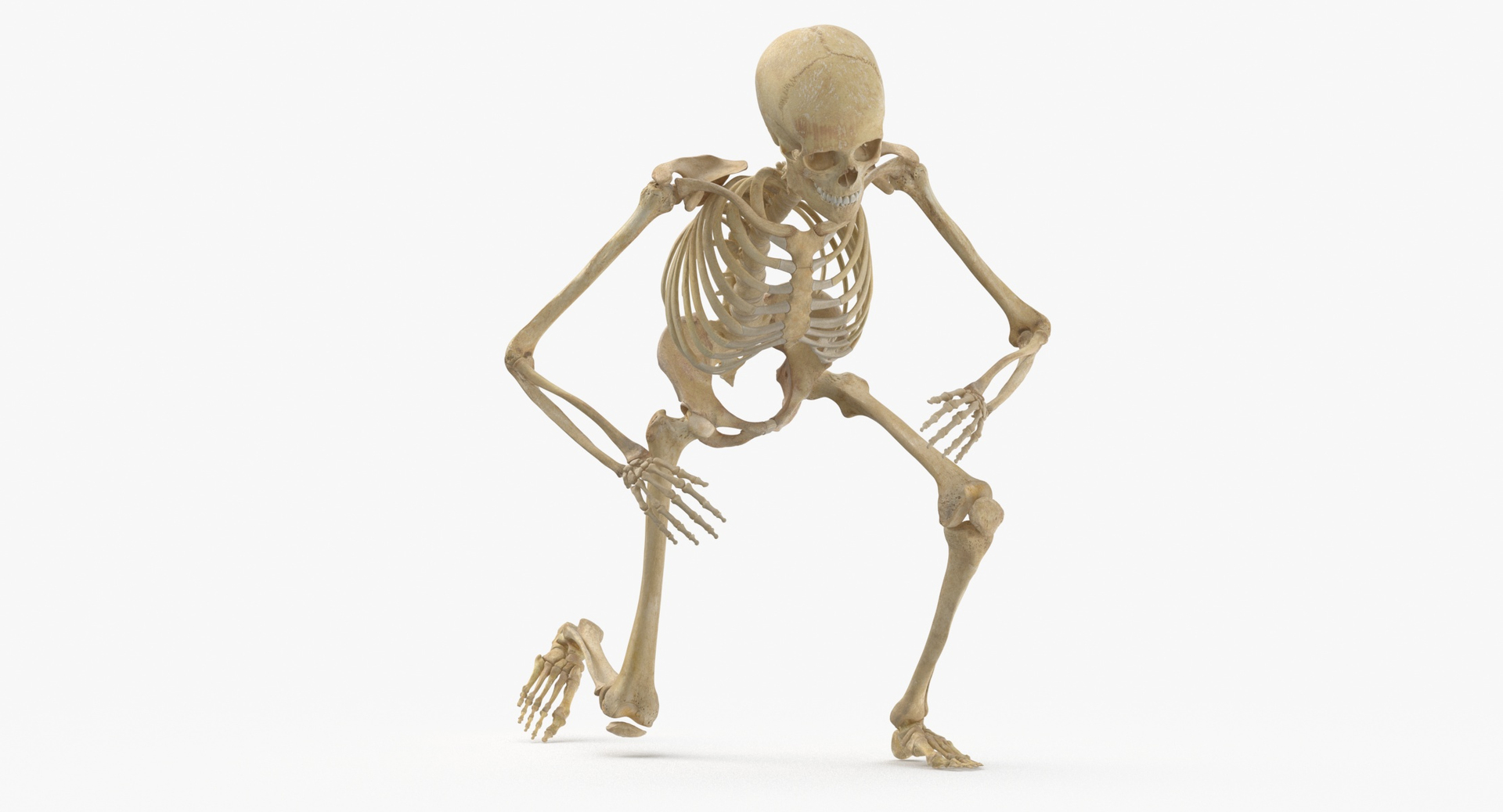 modèle 3D de Véritable Pose De Squelette Féminin Humain 44 - TurboSquid ...