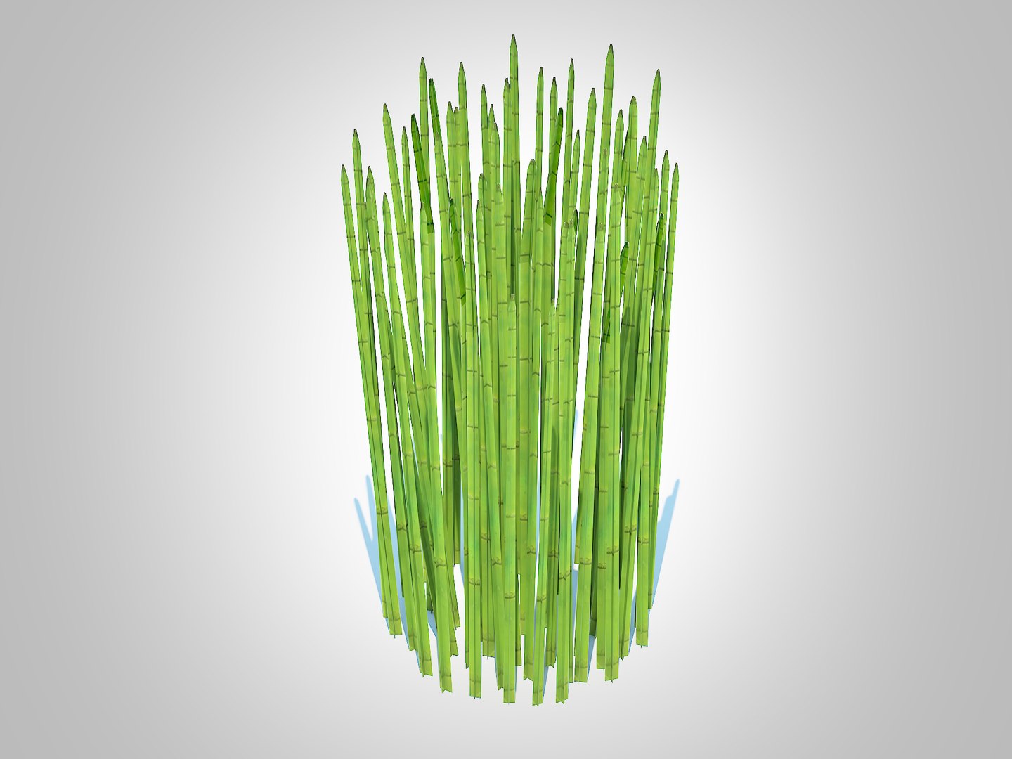 3D Model Equisetum Hyemale - Horsetail Reed - TurboSquid 2297504
