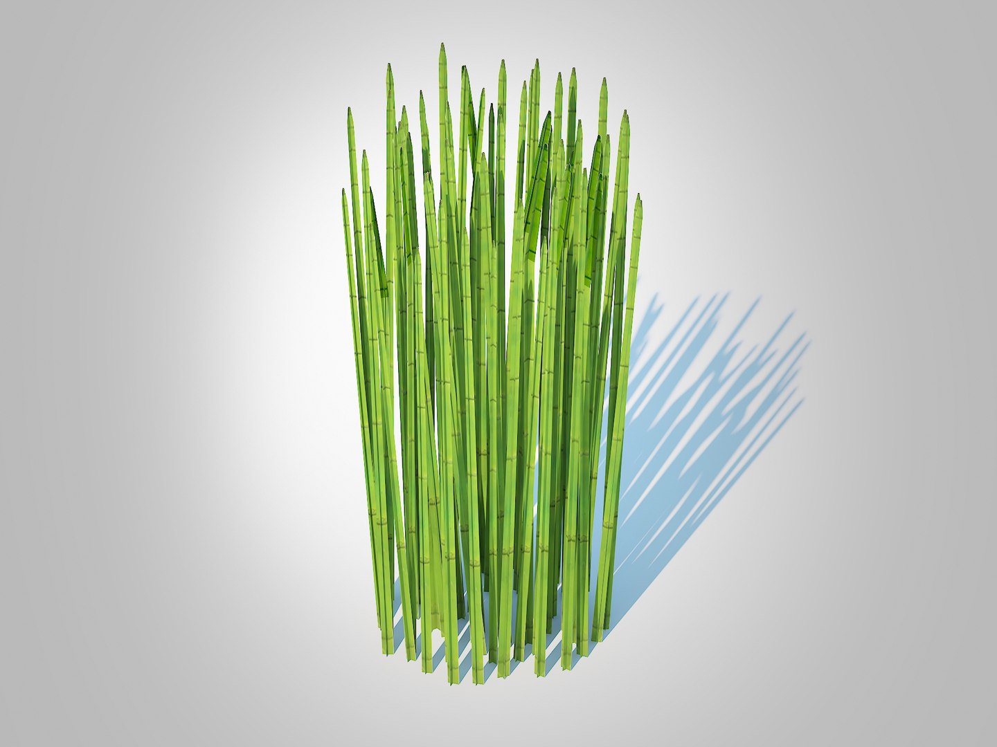 3D Model Equisetum Hyemale - Horsetail Reed - TurboSquid 2297504