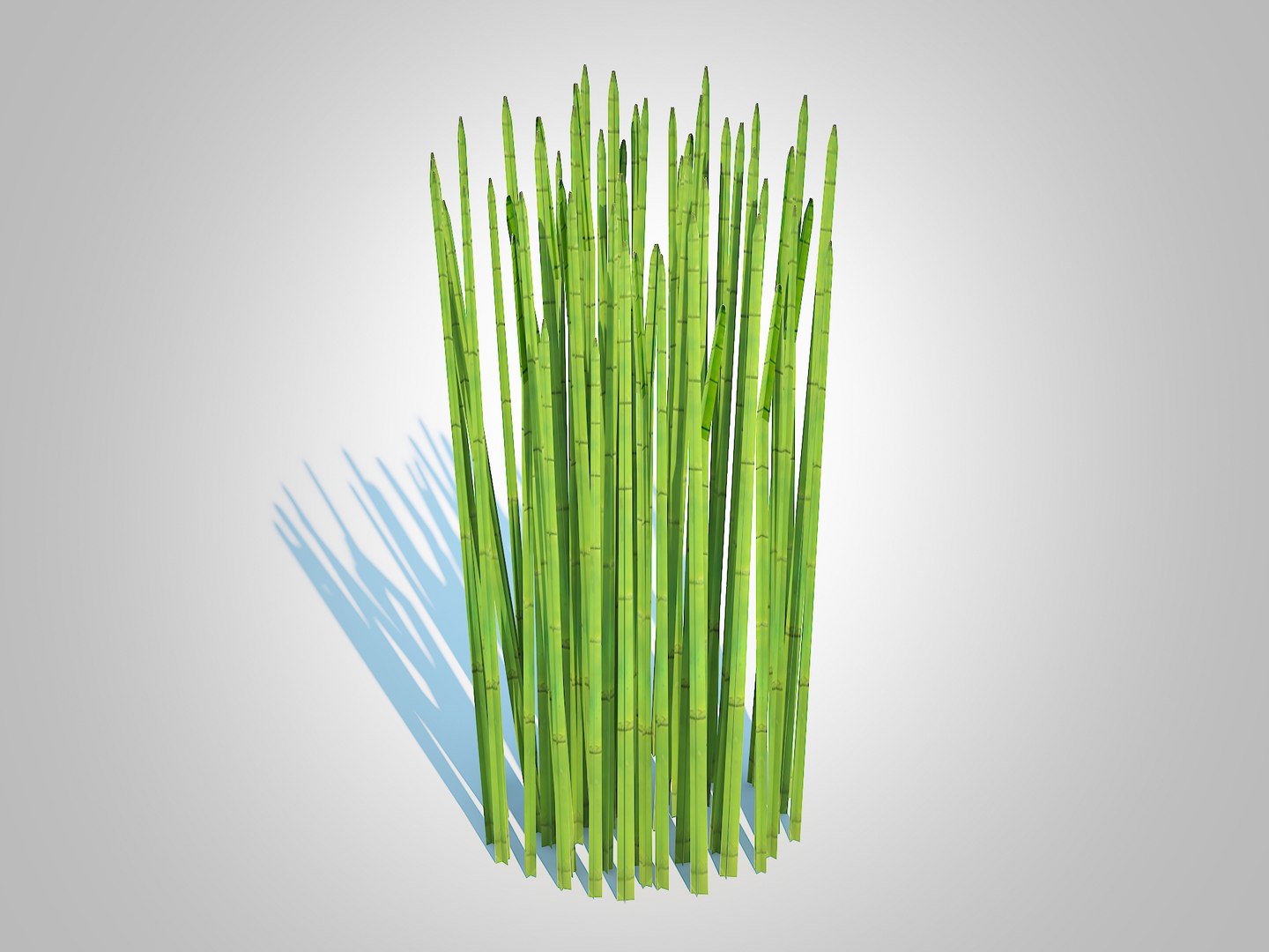 3D Model Equisetum Hyemale - Horsetail Reed - TurboSquid 2297504